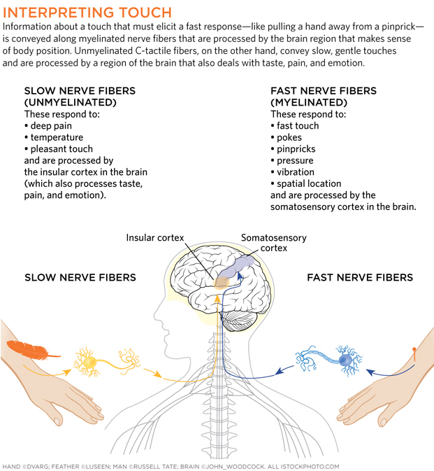 Trailing Normal: Sense of Touch