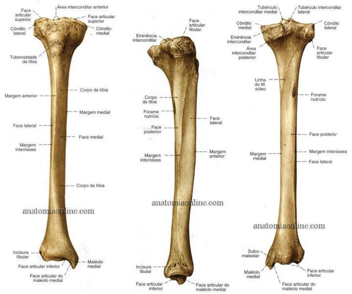 BIOFLAGRANTES*: OSTEOLOGIA HUMANA COMPLETA