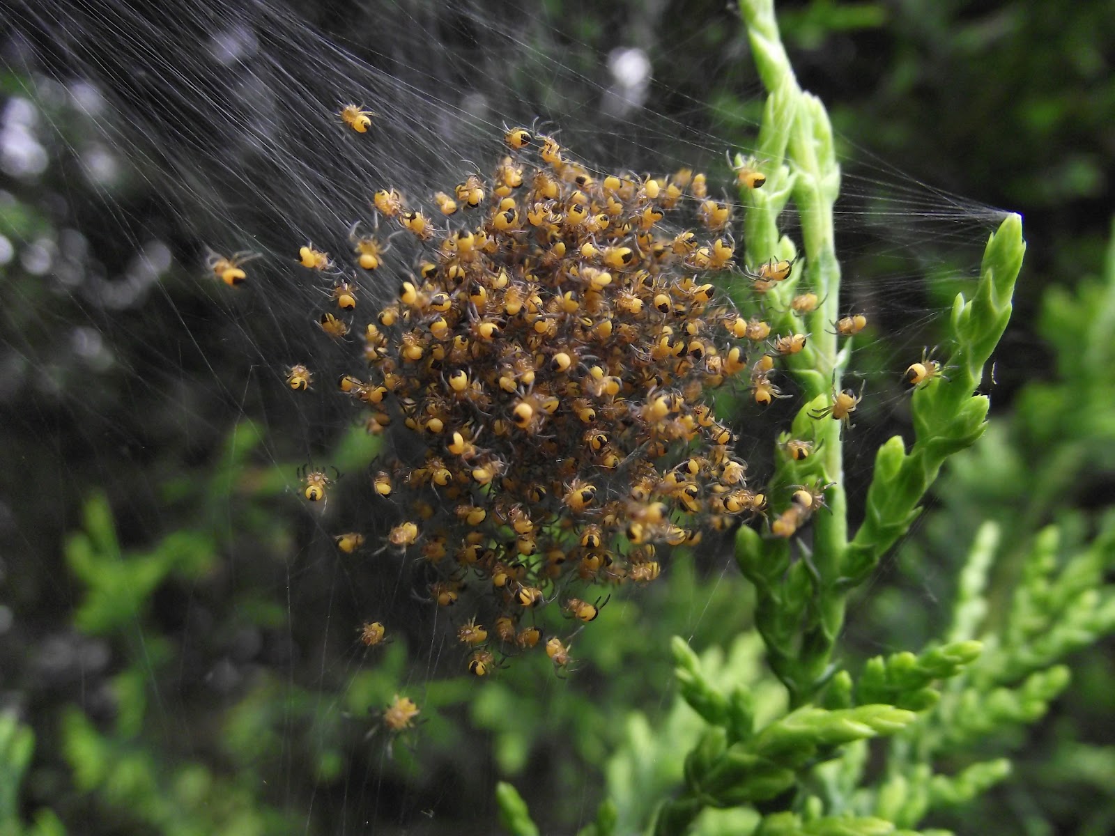 This and That: Yellow Flag Iris