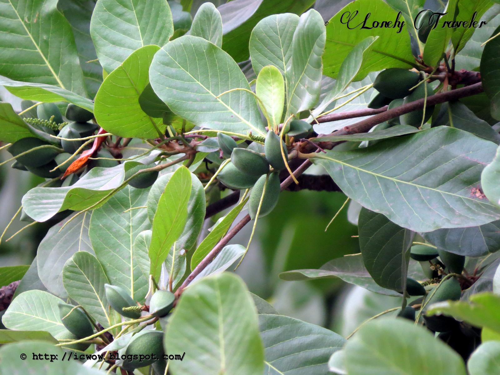 Kath Badam Ful (কাঠ বাদাম ফুল) - Terminalia catappa