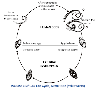 Psychology of Medicine: Trichuris trichiura