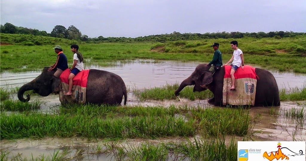Foto Tour Gajah Way Kambas