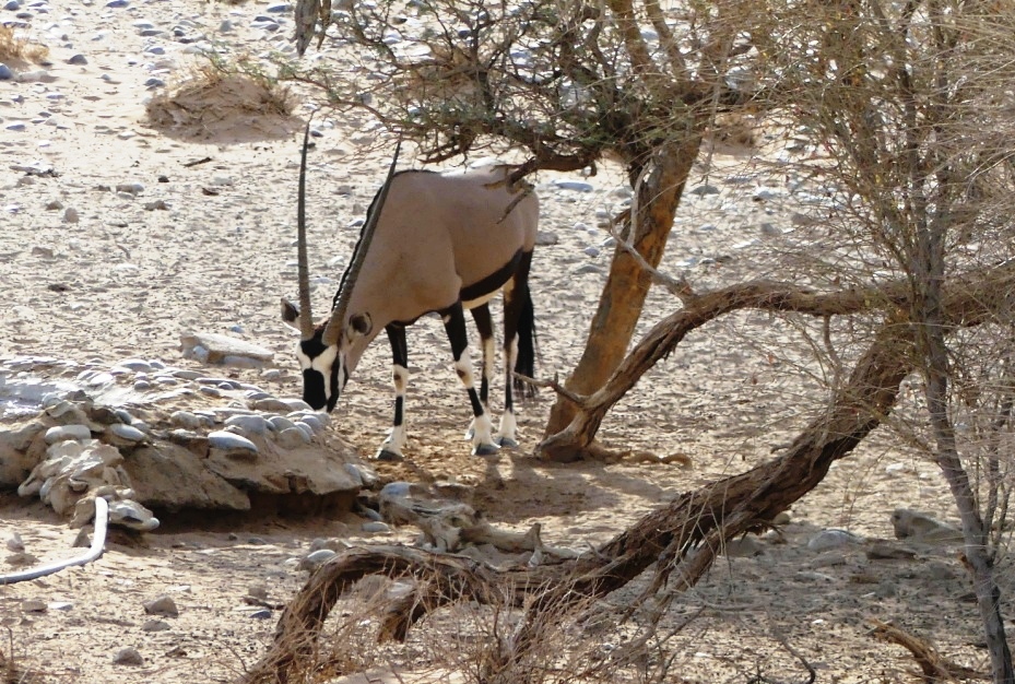 LUIS LÓPEZ PUNTO COM: ÁFRICA AUSTRAL 2016: El Orix, un antílope que ...