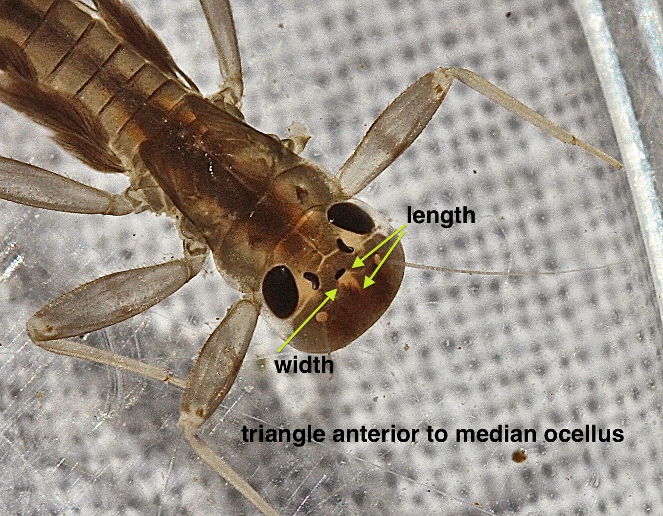 Aquatic Insects of Central Virginia: May 2014