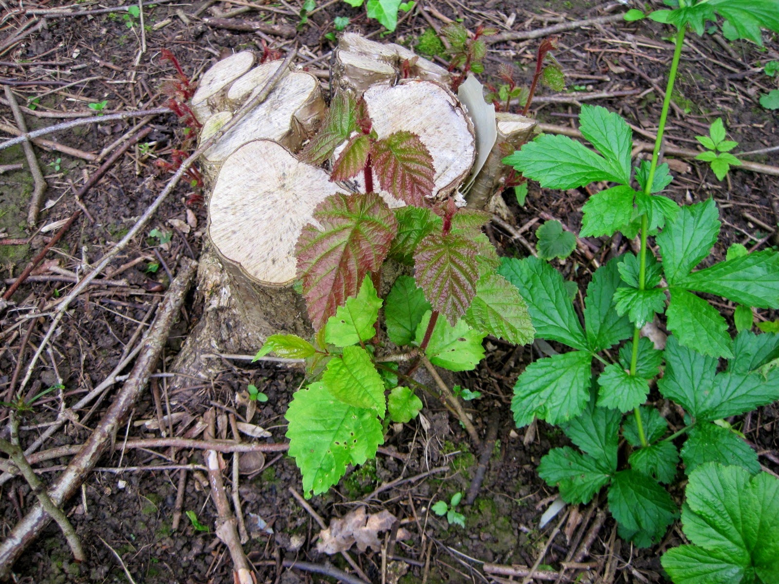 Filnore Woods Blog: Coppice re-growth and ash regeneration