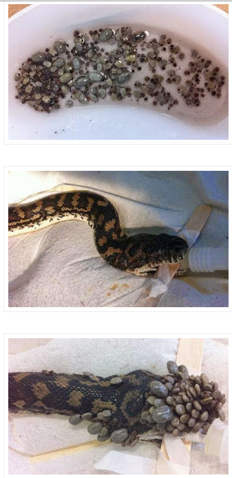 Kepala Dimakan Sengkenit , Lihat Wajah Ular Ini Selepas Kutu DiCABUT ...