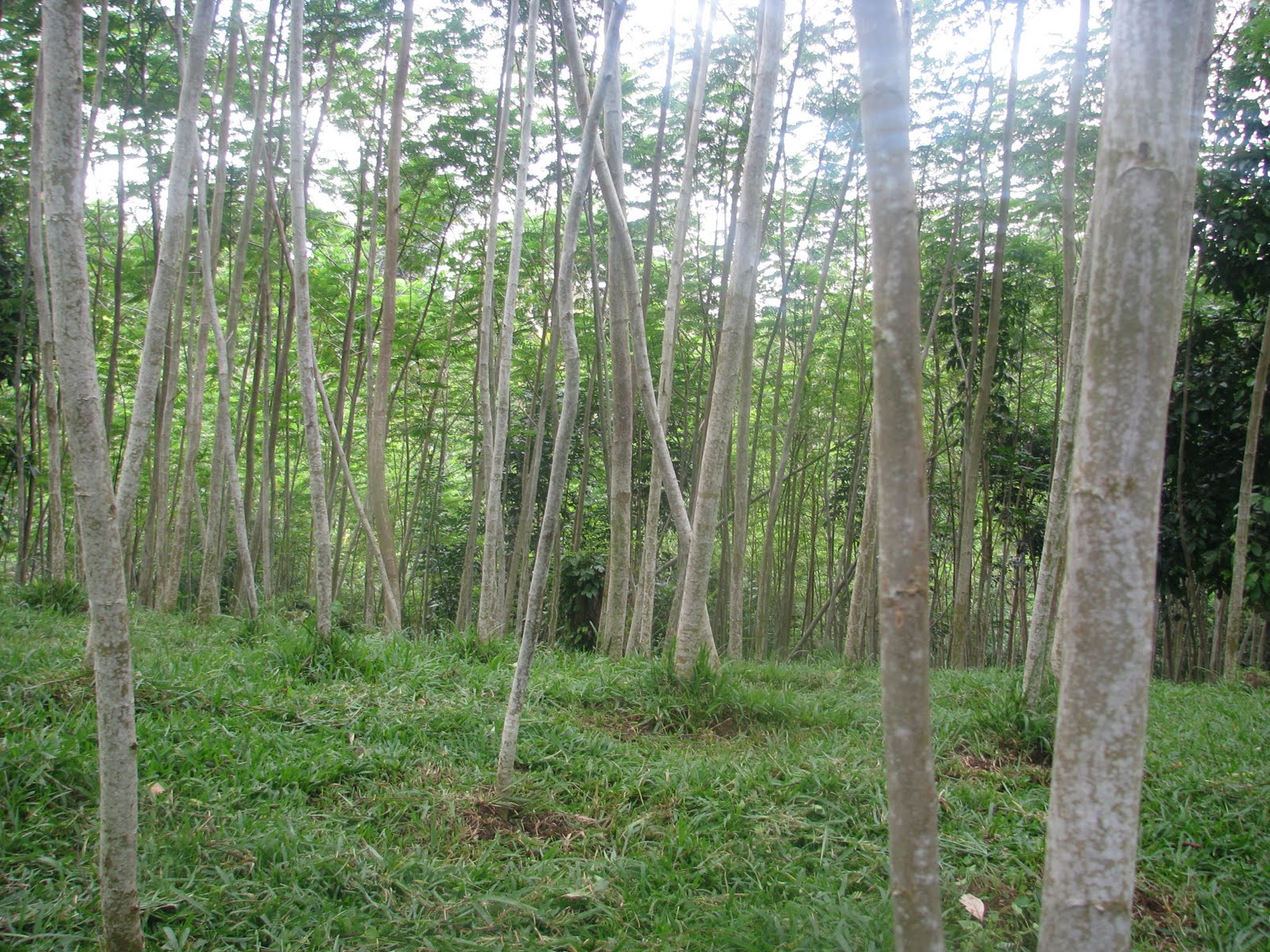 ALBASIA: dijual Tanaman Albasia / sengon / albazia