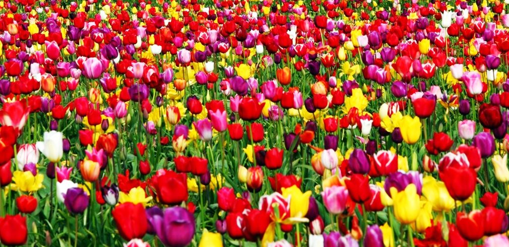 National Flower of Afghanistan