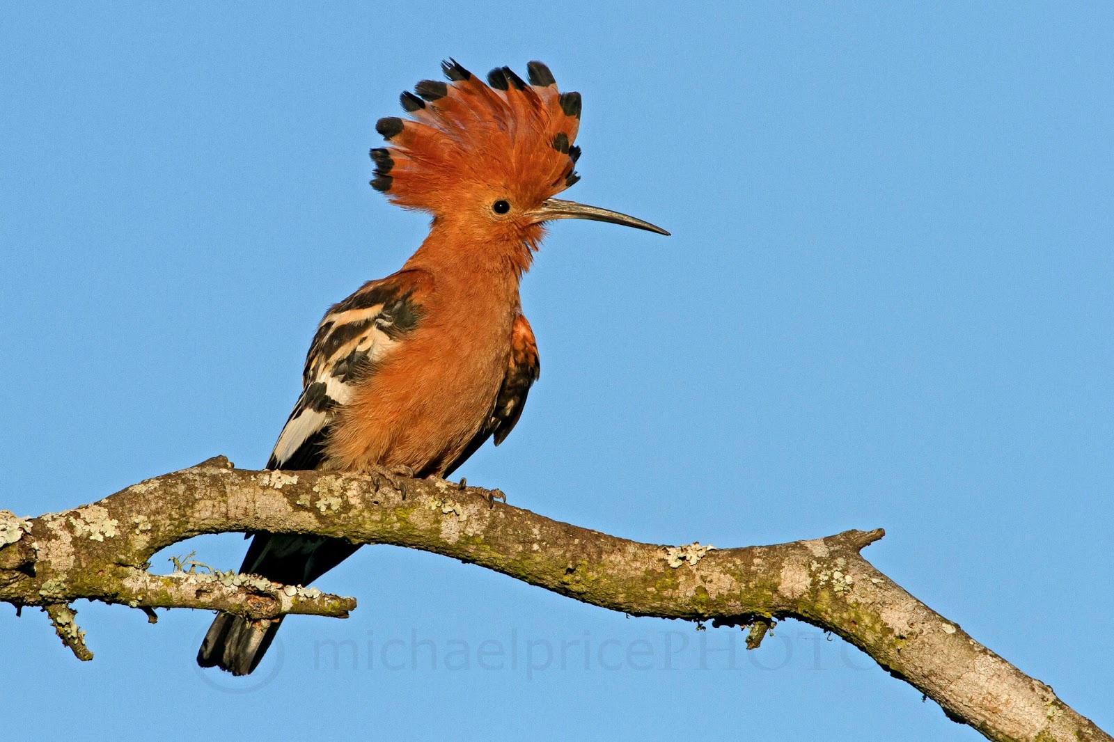 Five Star Lodge in the Addo Elephant National Park: Birds seen in and ...