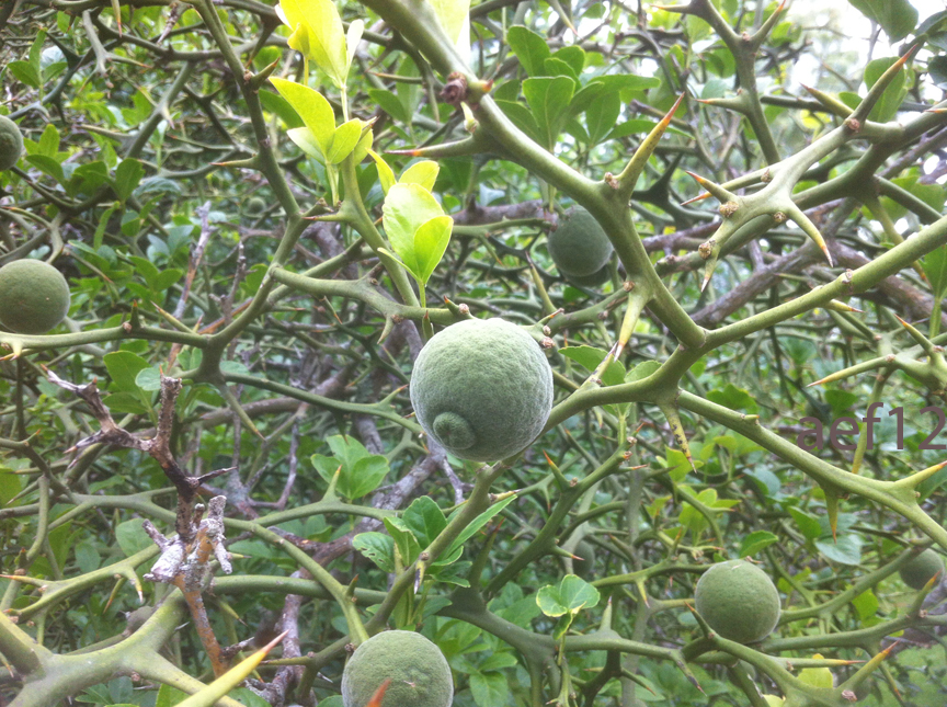 arborboy: Tree of the Week: Hardy Orange (Poncirus trifoliata)