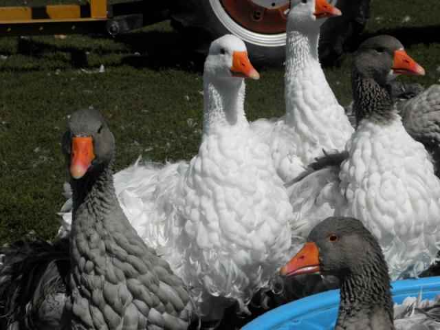 Breed Savers: Sebastopol Geese - The Goose With a Curly "Perm"
