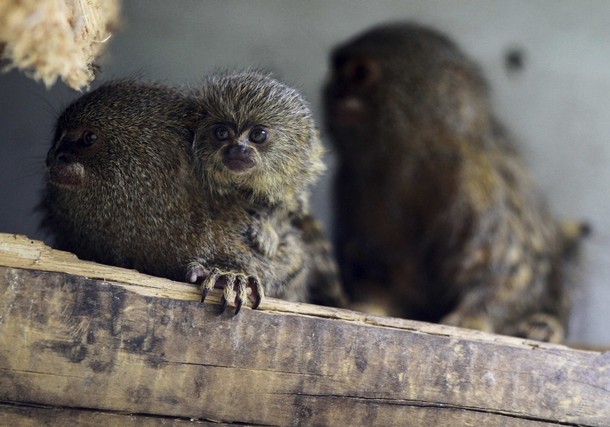 The animal zone: A Titi Pigmeo (Cebuella Pygmaea) born in captivity ten ...