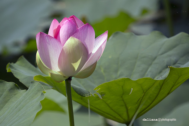 Photographis: Lotusi in Parcul Circului