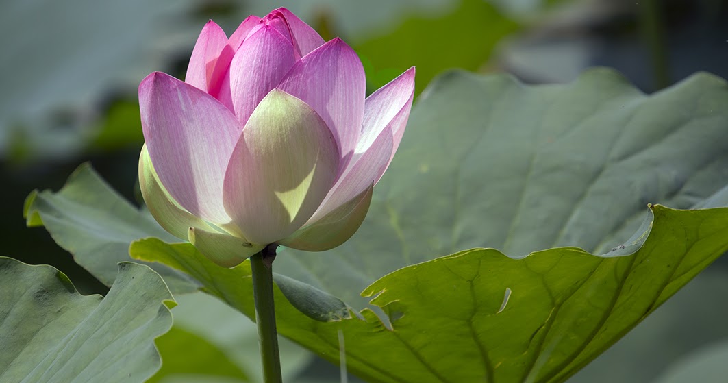 Photographis: Lotusi in Parcul Circului