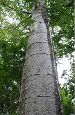 fauna y flora tumbesina: Flora de Tumbes