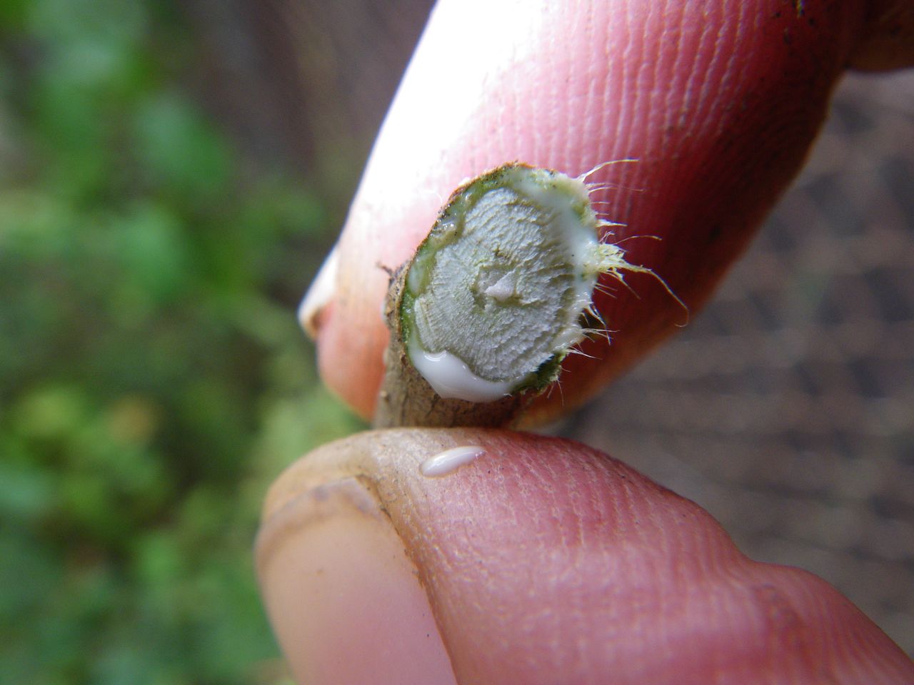 Least Favorite Plant | Root Simple