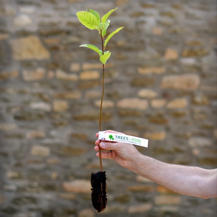 Trees Planet: Prunus padus - Bird Cherry