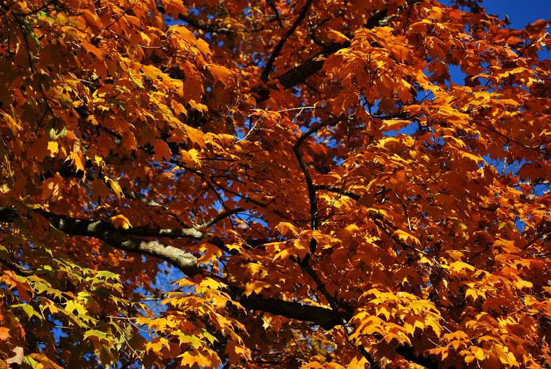 Matthew Fisher Photography