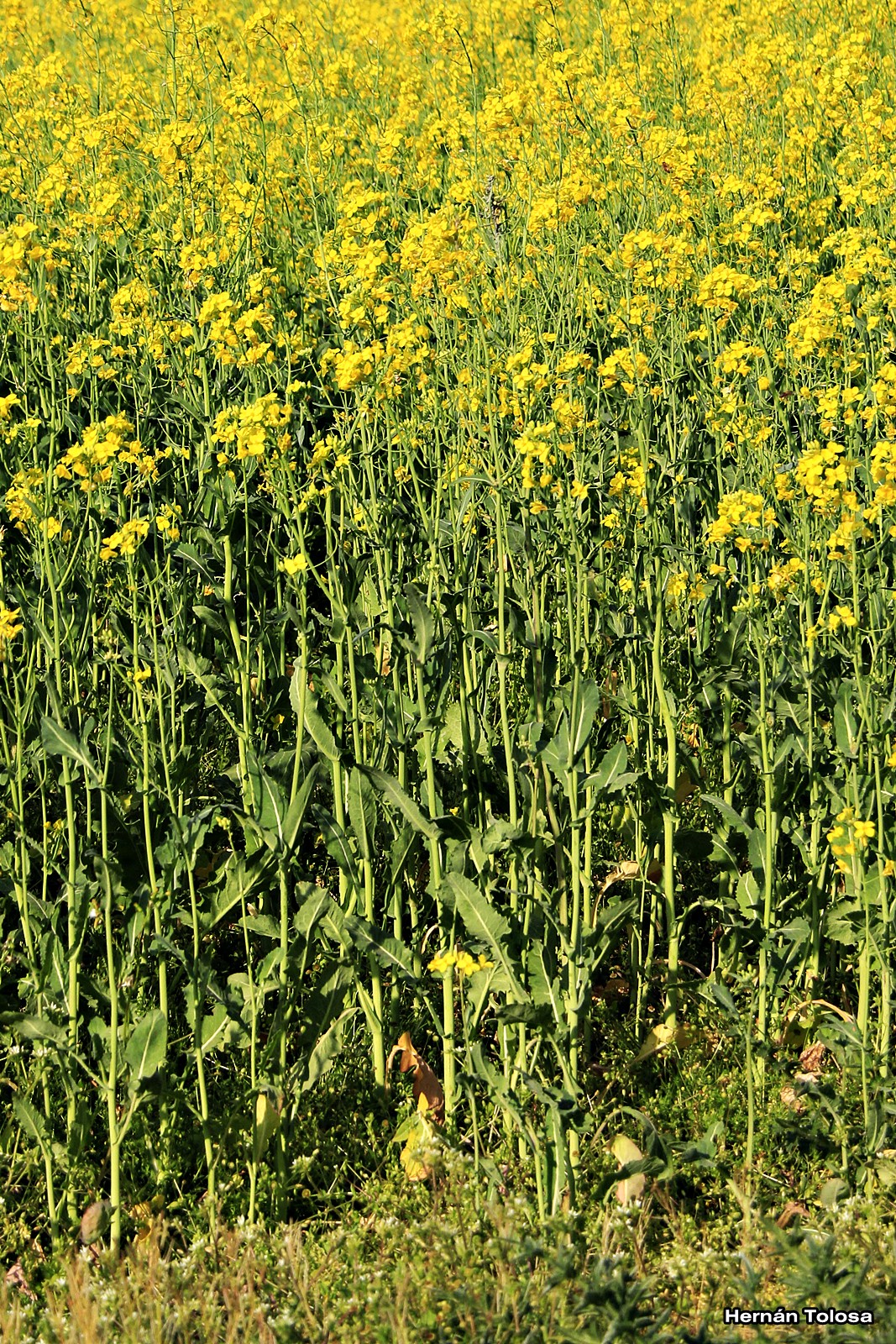 Flora Bonaerense: Colza (Brassica napus)