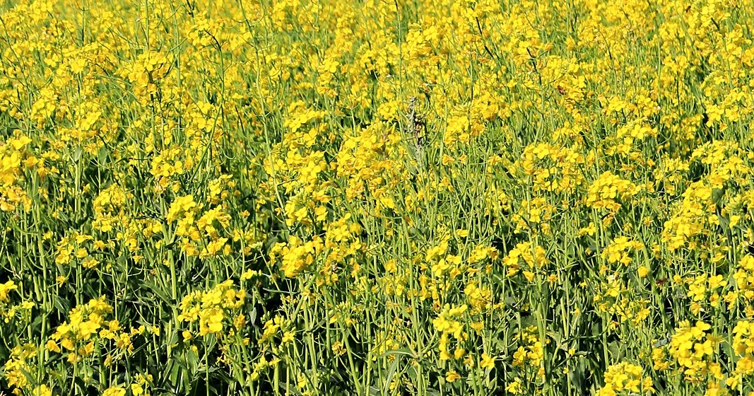 Flora Bonaerense: Colza (Brassica napus)