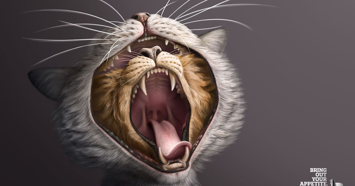 Ilustrações PedroJr: Beritin BC