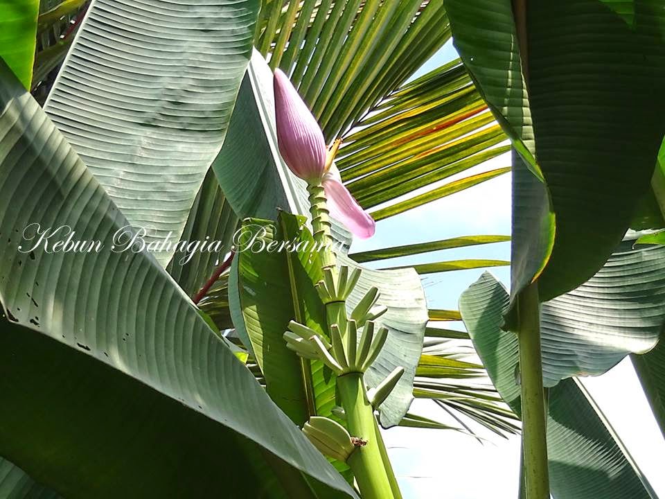 Kebun Bahagia Bersama: Pisang Bunga