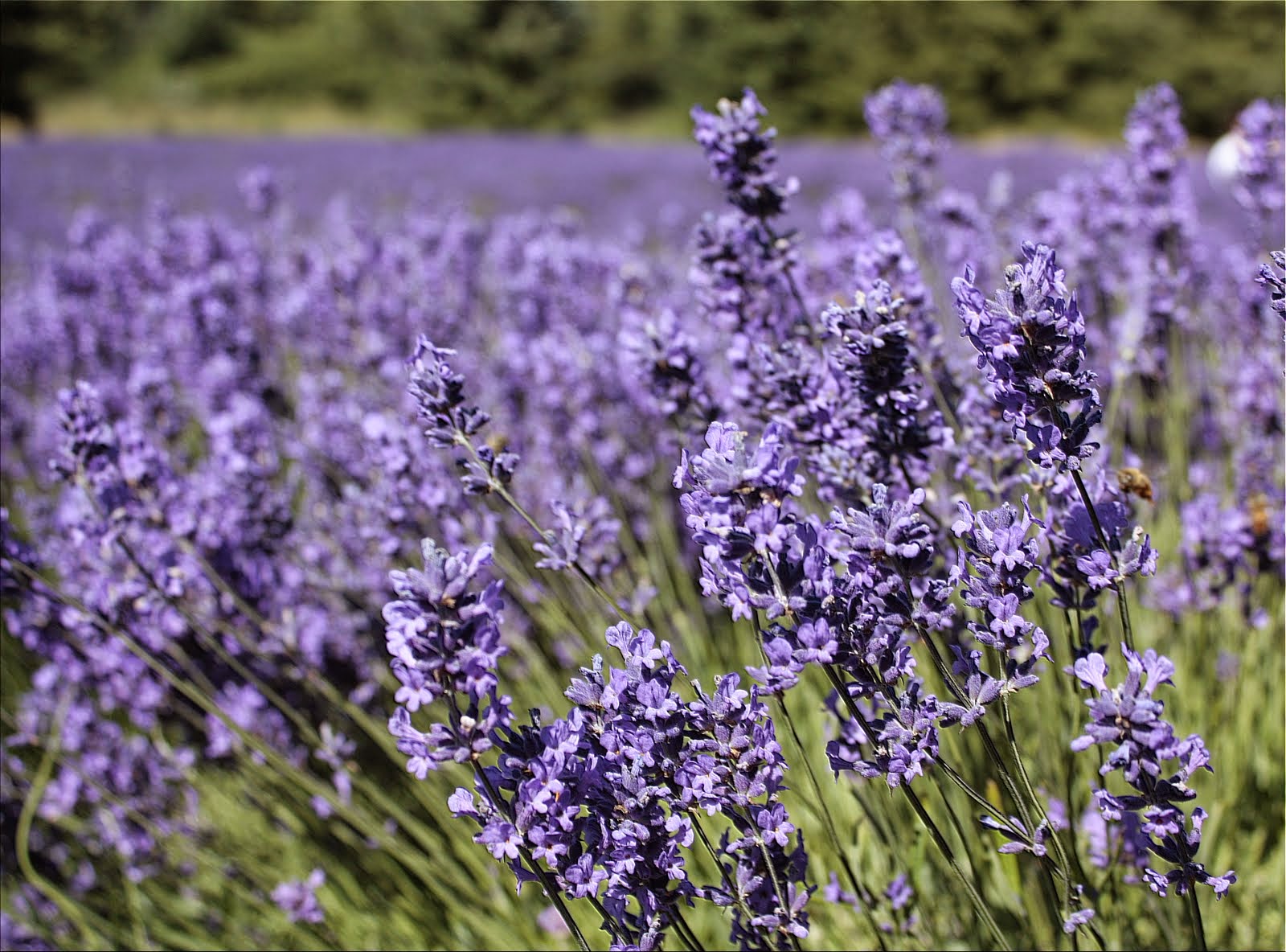 Cosmetics & Life: Top 5: Flori preferate