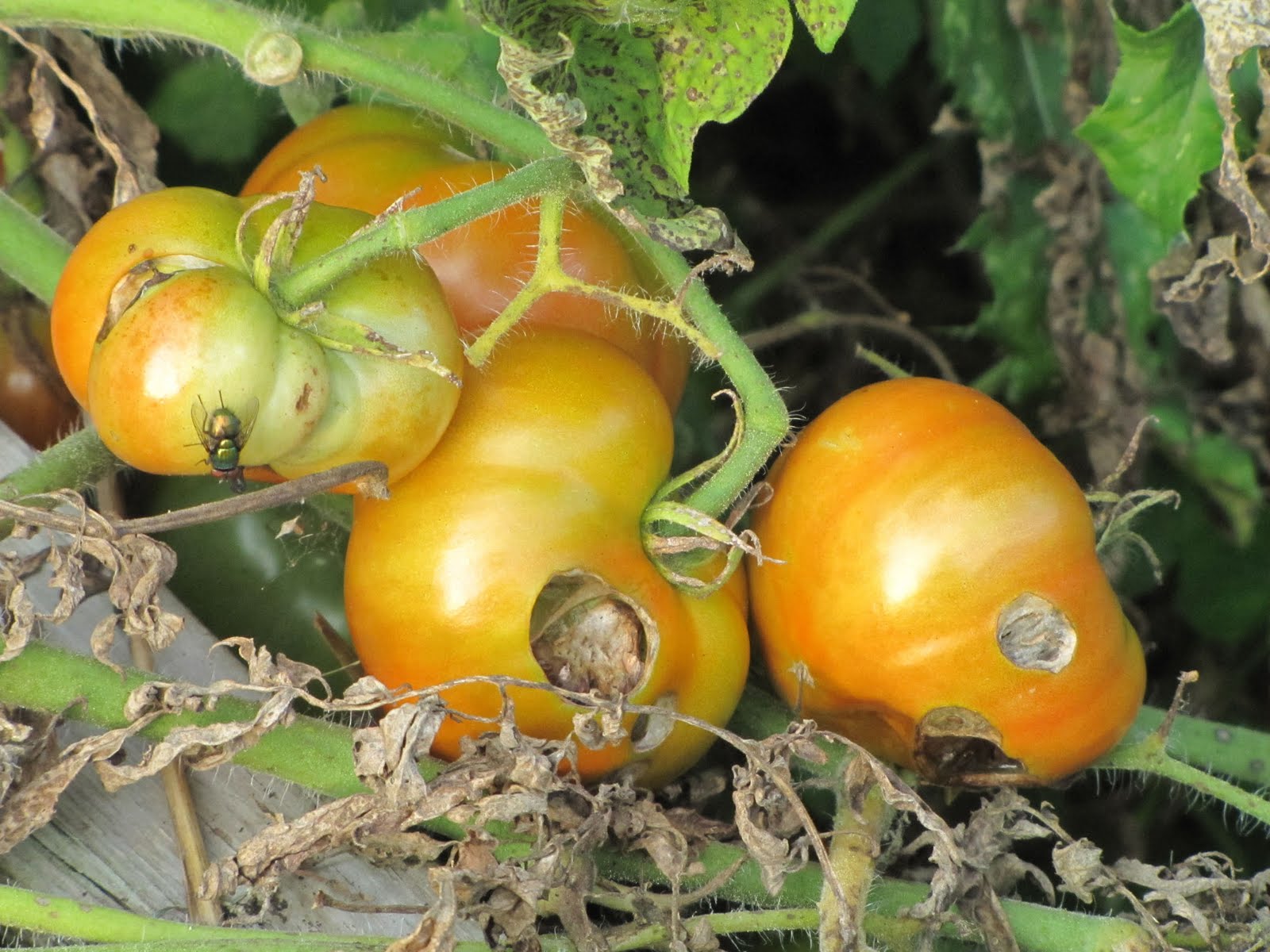 Tomato Diseases And Treatment