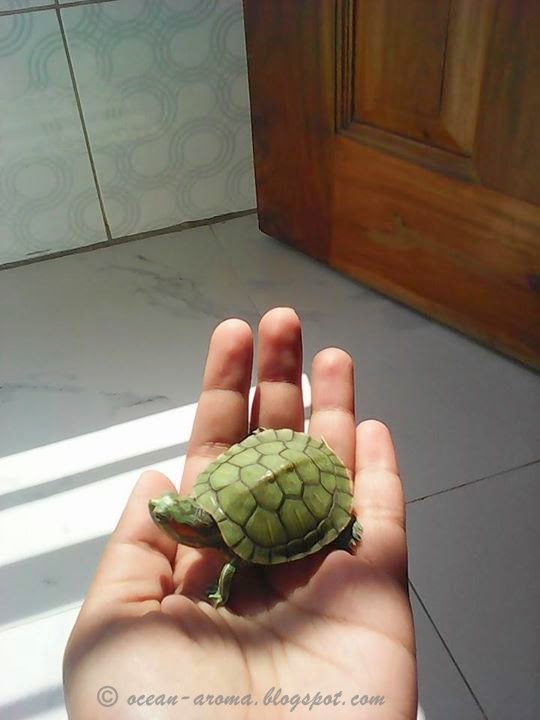 Most cute green color little tortoise photos « Ocean Aroma