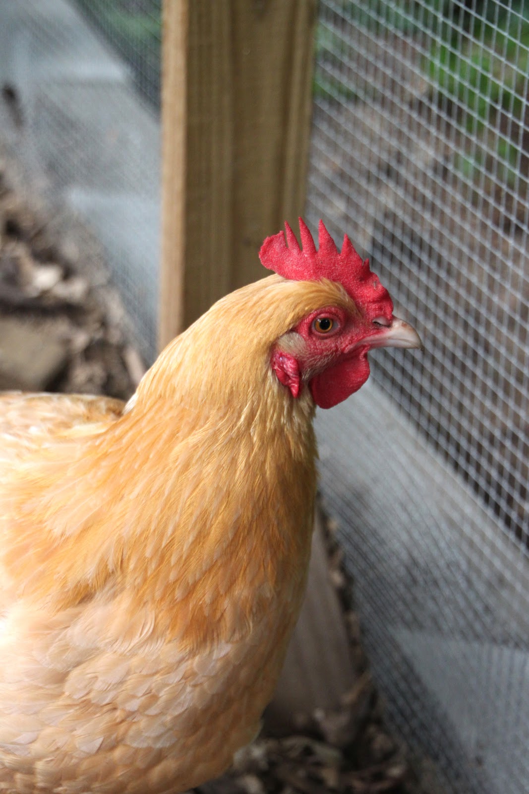 Coop Tours - Tilly's Nest