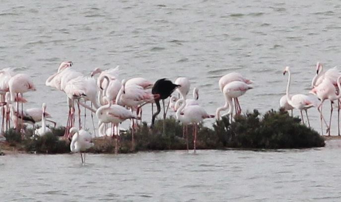 Biodiversity of Cyprus by NGO Protection of the Natural Heritage and ...