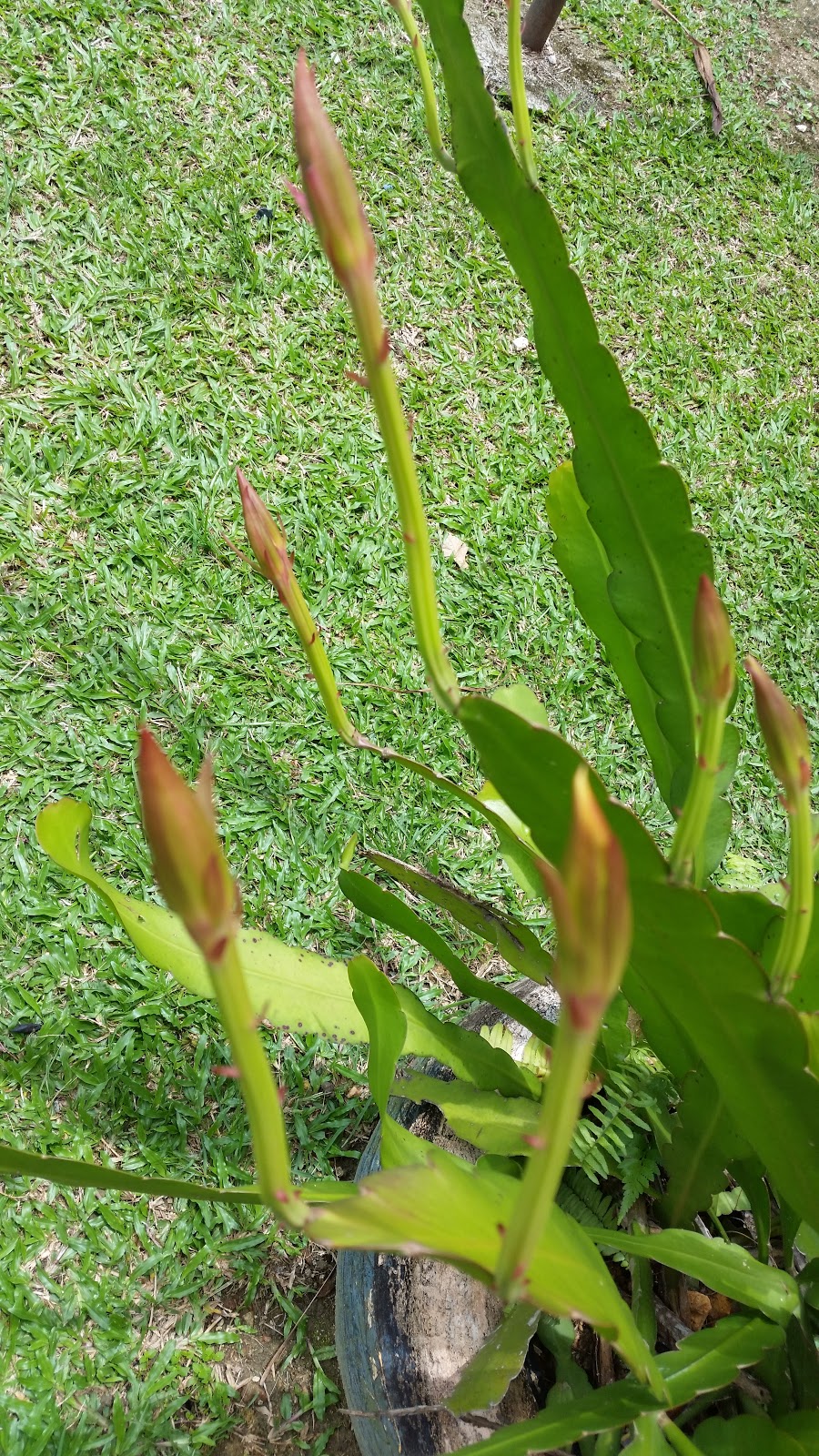 Warisan Petani: Pokok Bunga Bakawali