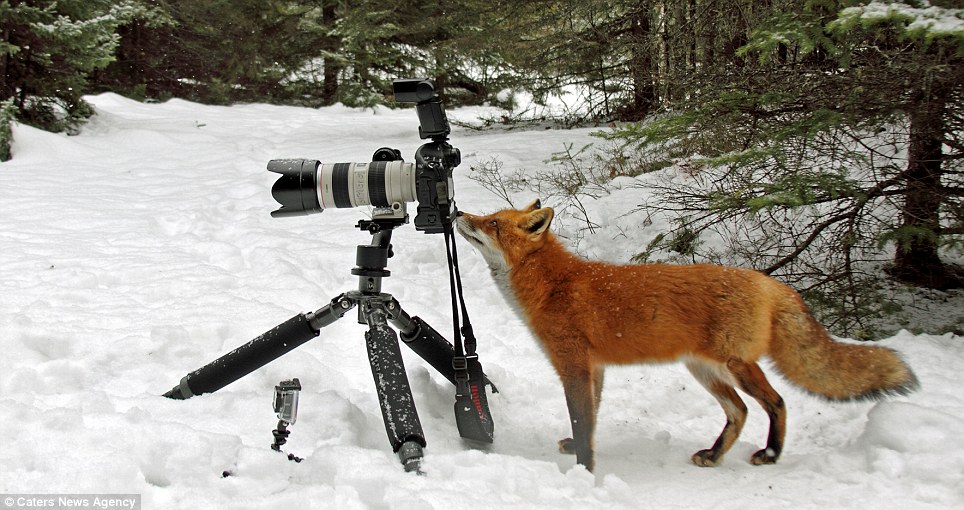 White Wolf : Fox Sneaks Up On Photographer In Canadian Wilds And Tries ...