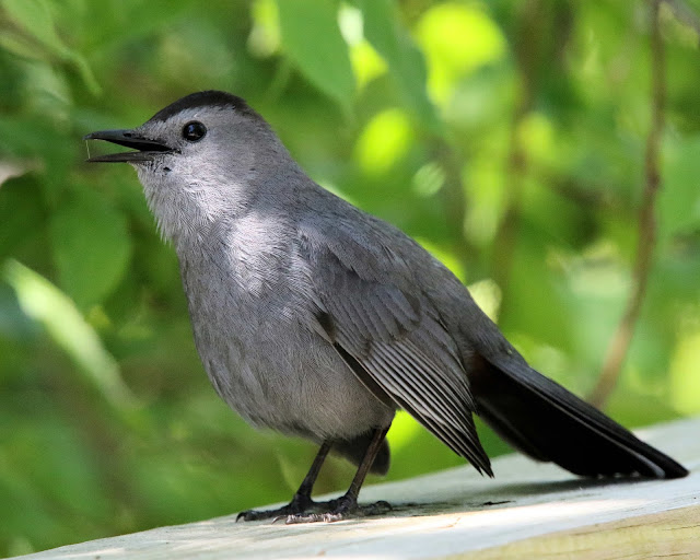 Birds from Behind : Watching and Seeing...