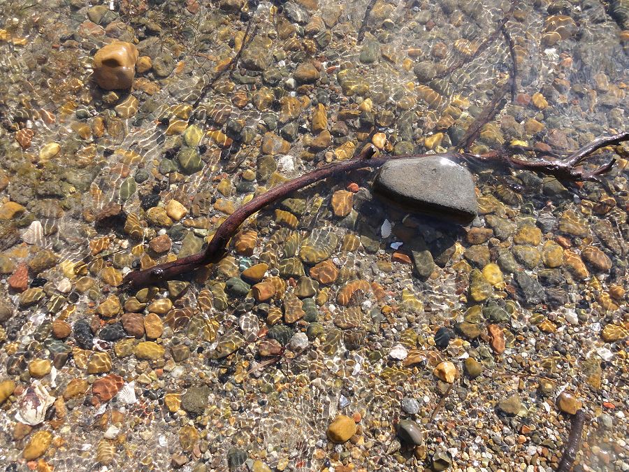 Snap Happy Birding: Shingle Splitters Point