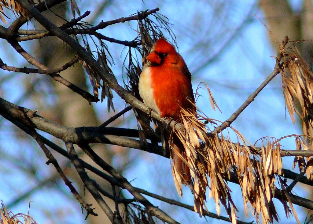 White Wolf : Half Male, Half Female Cardinal (Photos)