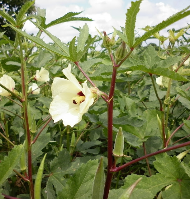 Hiking & Gardening: Bendi: Sayur yang berlendir
