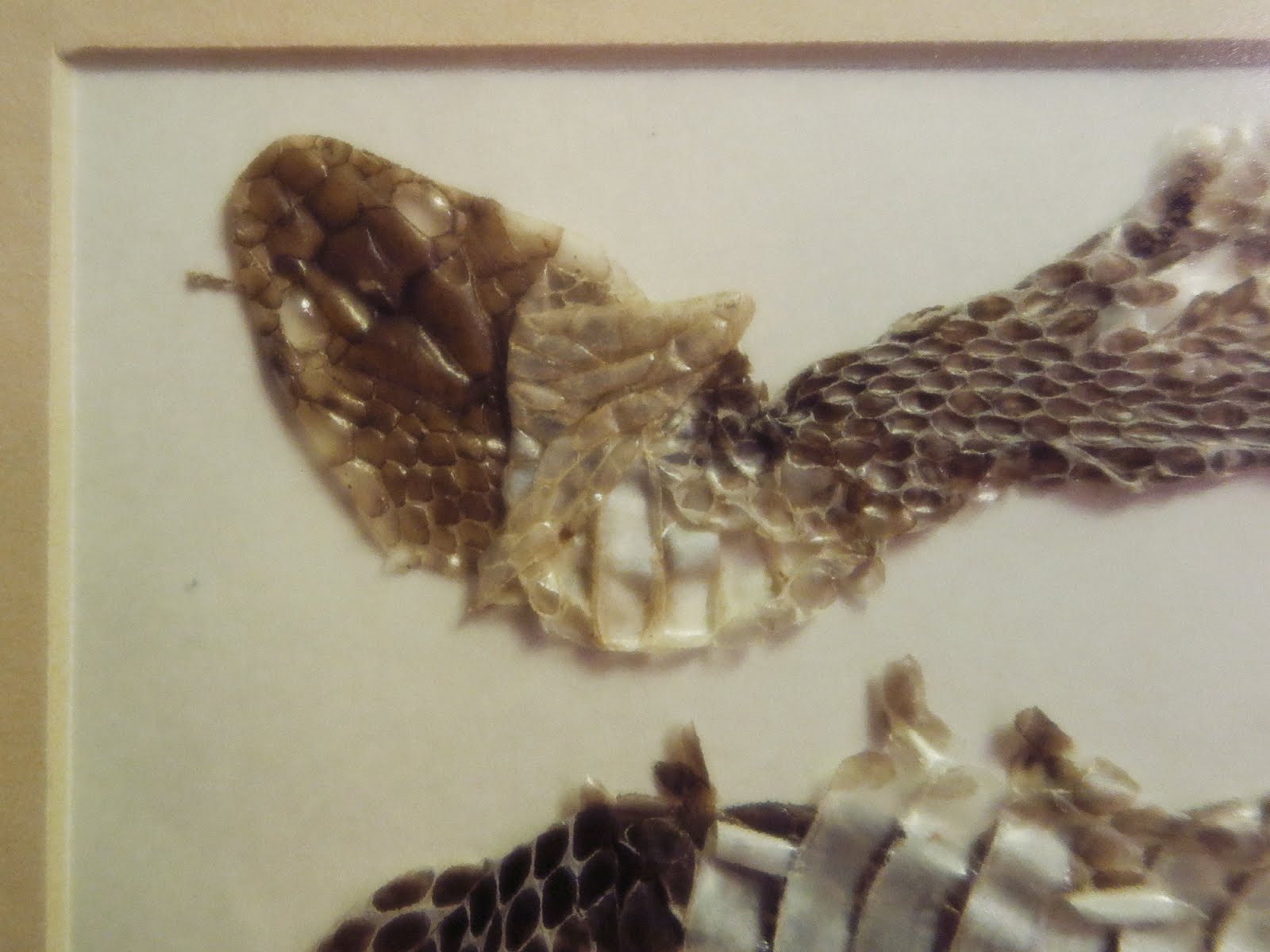 The Adventures of C. M. Kosemen: Found Art: Framing Shed Snake Skins