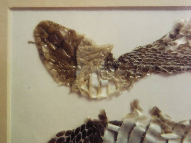 The Adventures of C. M. Kosemen: Found Art: Framing Shed Snake Skins