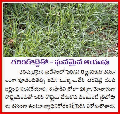 CHODAVARAMNET: GARIKA - GREEN GRASS GOOD FOR HEALTH