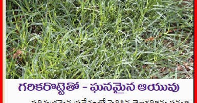 CHODAVARAMNET: GARIKA - GREEN GRASS GOOD FOR HEALTH