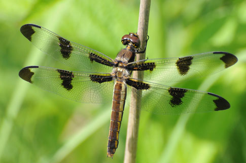 Dragonfly - Insects Morphology