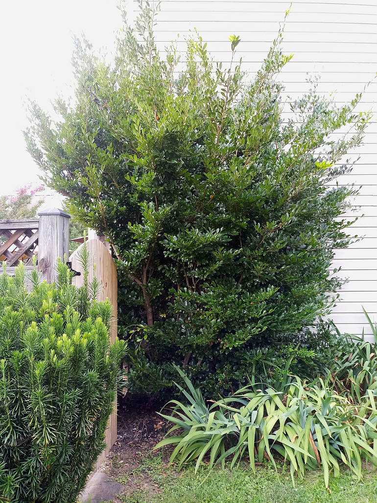 Future Plants by Randy Stewart: Isu Tree