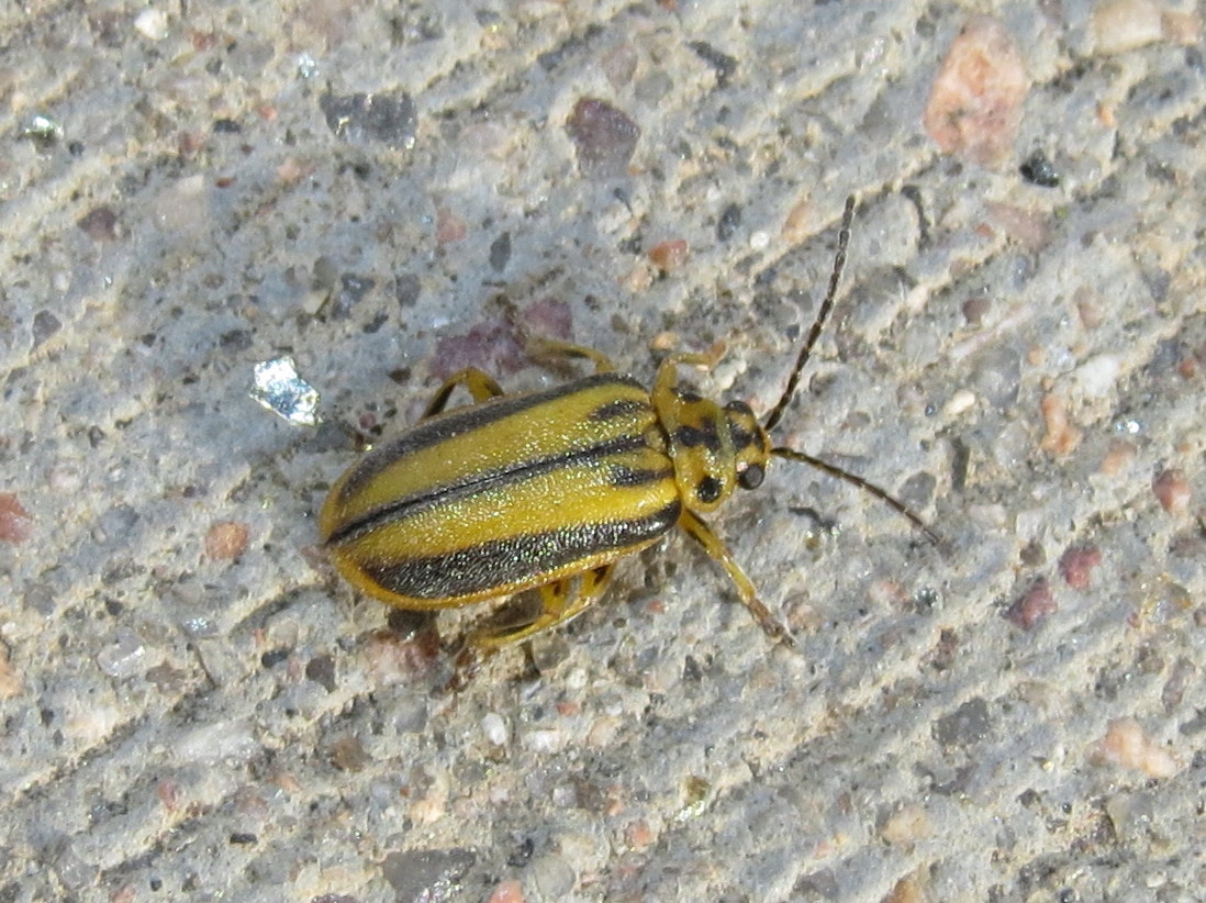 Bug Eric: Last Hurrah or New Normal?