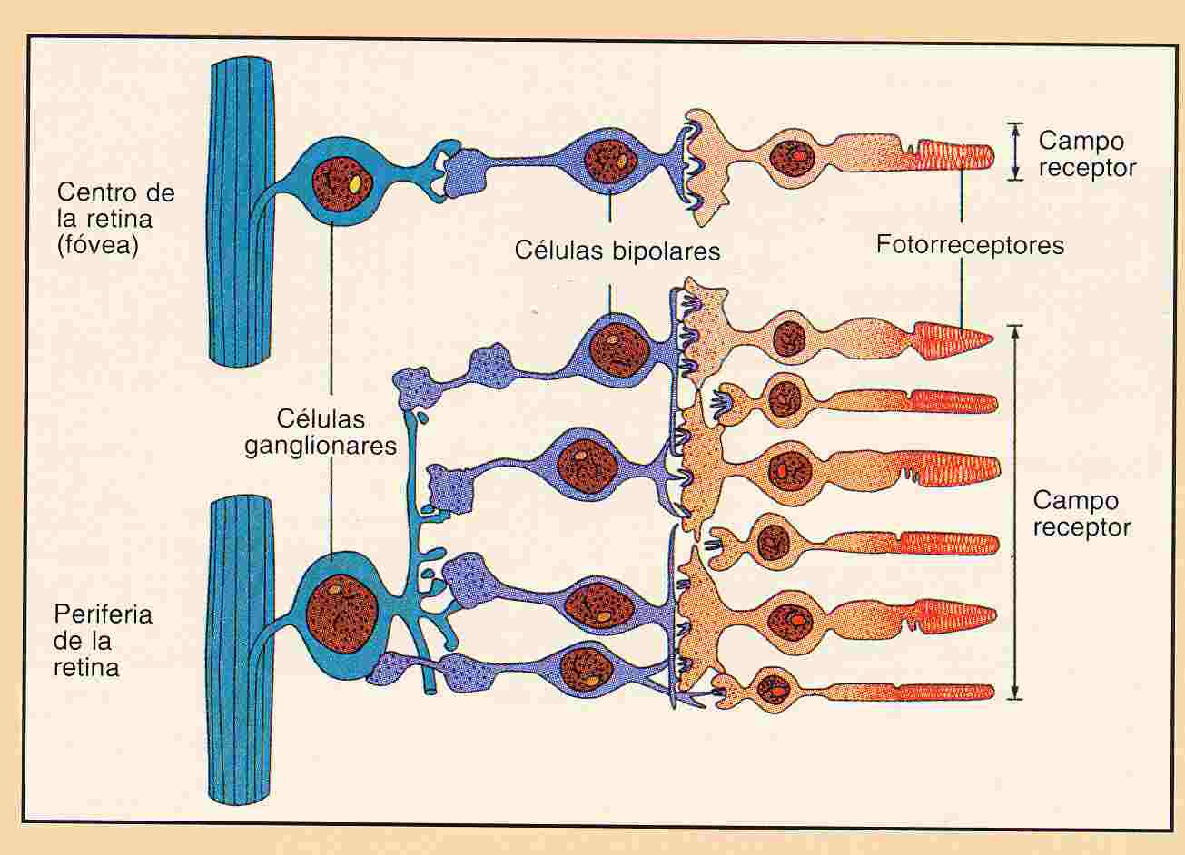 Biología KWS: fotos de modelos neuronales y sensitivos