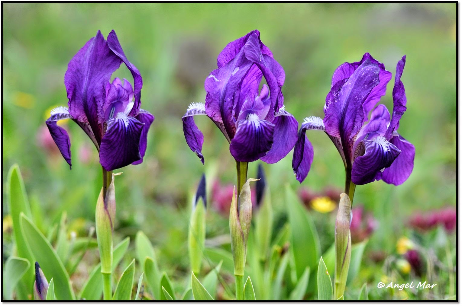 Flores y Bichos ***: Lirios silvestres / Wild lilies (Iris lutescens ...