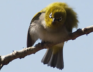 Mata Puteh : Puteh Care