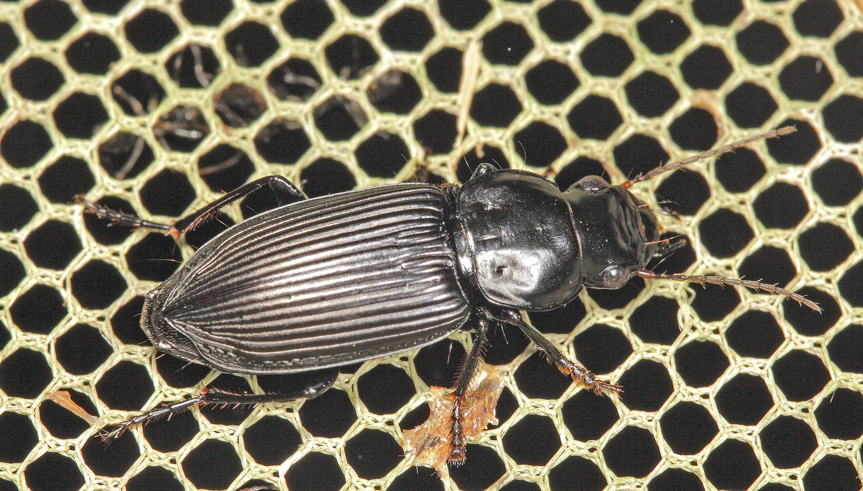 Bunyipco Beetles Everywhere