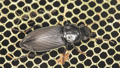 BunyipCo: March 2012