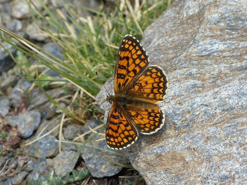 Butterfly Notes: Sierra Nevada Butterflies - July 2016 (3)